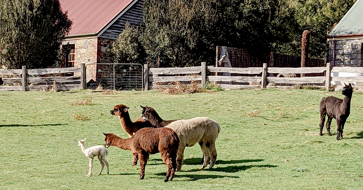 Cria Birth - Tin Dragon Cottages - Tasmania